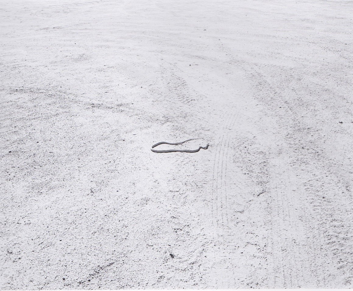 Domesticated Land // Susan Lipper - PHROOM